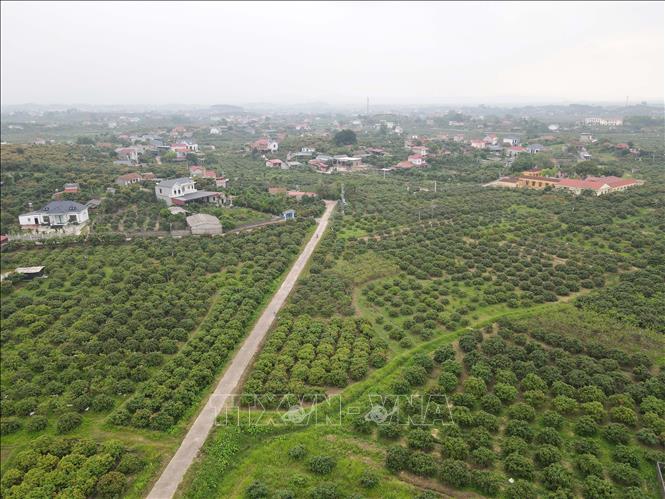 Nông dân Bắc Ninh tích cực chăm sóc các vườn vải - Ảnh thời sự trong ...