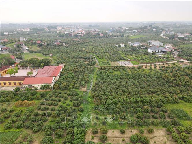 Nông dân Bắc Ninh tích cực chăm sóc các vườn vải - Ảnh thời sự trong ...