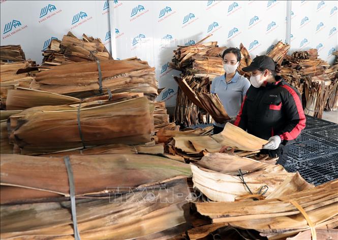 Độc đáo những sản phẩm làm từ mo cau ở Phú Thọ - Ảnh thời sự trong nước ...