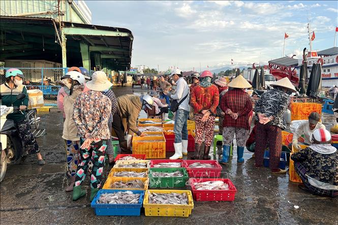 Ngư dân Lâm Đồng kỳ vọng bội thu vụ cá Nam - Ảnh thời sự trong nước ...