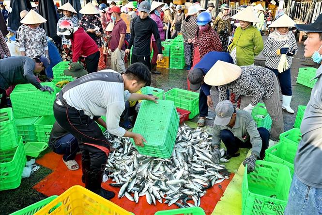 Ngư dân Lâm Đồng kỳ vọng bội thu vụ cá Nam - Ảnh thời sự trong nước ...
