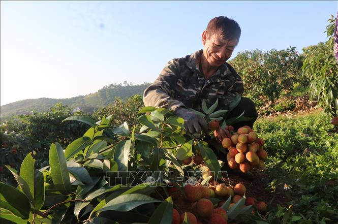 Nông dân Bắc Ninh thu hoạch vải sớm - Ảnh thời sự trong nước - Kinh tế ...