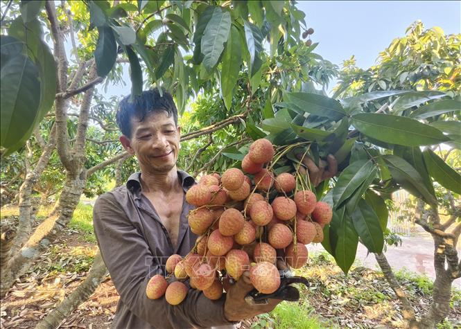 Farmers in Bac Ninh begin early lychee harvest - VNA Photos - Vietnam ...