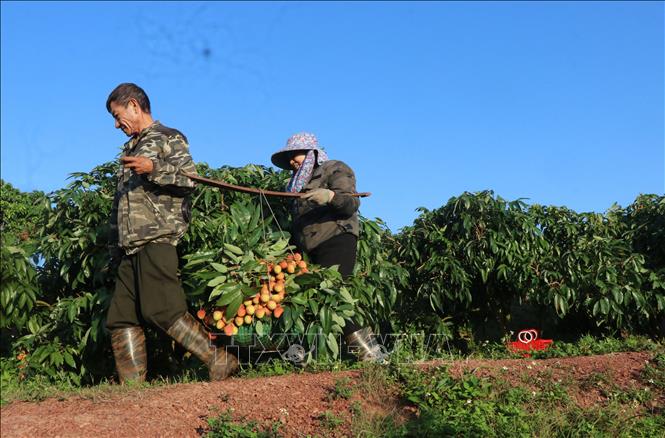 Farmers in Bac Ninh begin early lychee harvest - VNA Photos - Vietnam ...