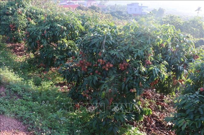 Farmers in Bac Ninh begin early lychee harvest - VNA Photos - Vietnam ...