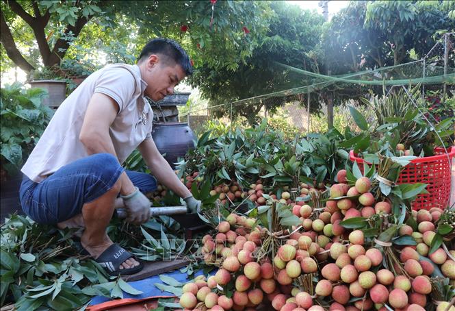 Farmers in Bac Ninh begin early lychee harvest - VNA Photos - Vietnam ...