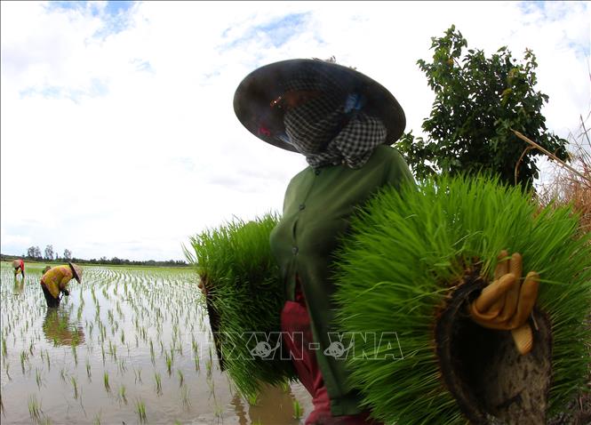 Vòng đời hạt lúa Đồng bằng sông Cửu Long - Ảnh thời sự trong nước - Đất ...