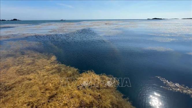 Quang Ngai protects local seaweed ecosystem - VNA Photos - Vietnam News ...