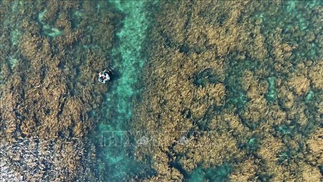 Quang Ngai protects local seaweed ecosystem - VNA Photos - Vietnam News ...