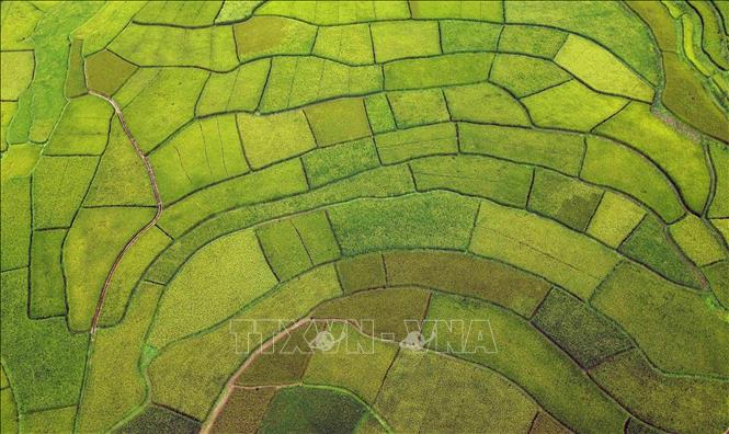Son La’s breathtakingly beautiful rice fields - VNA Photos - Vietnam ...