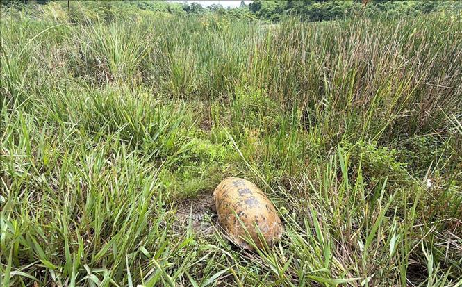 Rare elongated tortoise released into the wild in Dong Nai - VNA Photos ...