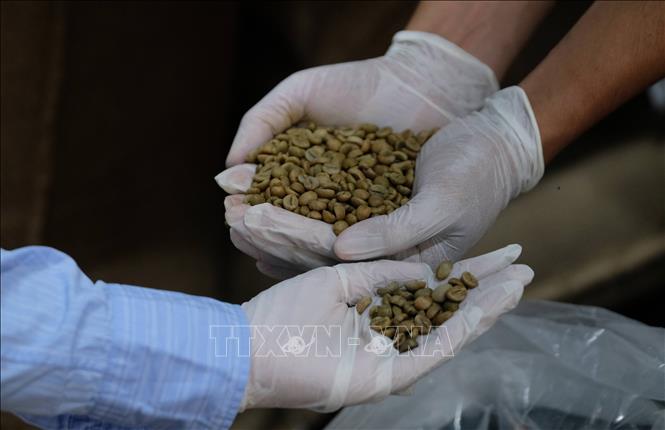 Lam Dong reshapes coffee industry to elevate export value - VNA Photos ...