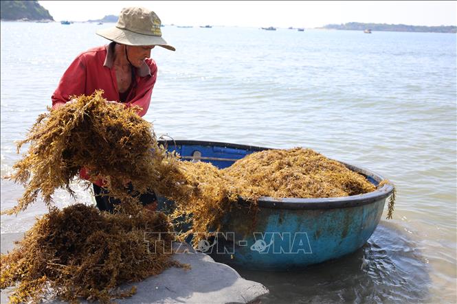 Người dân xã đảo Tam Hải (Đà Nẵng) vào vụ thu hoạch “thảo dược” dưới ...