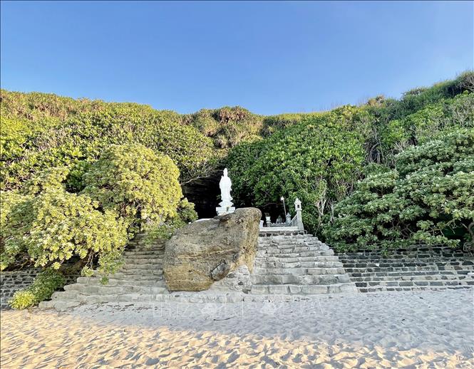 Octopus bush flowering season on Ly Son island - VNA Photos - Vietnam ...