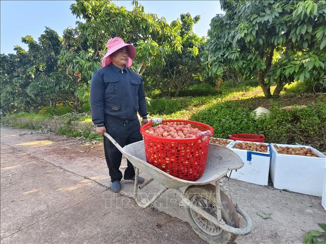 Soaring lychee prices drive Bac Ninh’s early-season revenue past 2.6 ...
