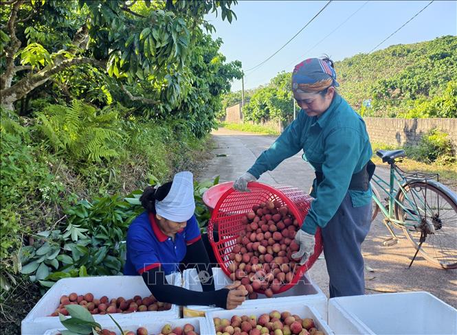 Soaring lychee prices drive Bac Ninh’s early-season revenue past 2.6 ...