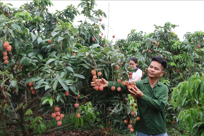 Soaring lychee prices drive Bac Ninh’s early-season revenue past 2.6 ...