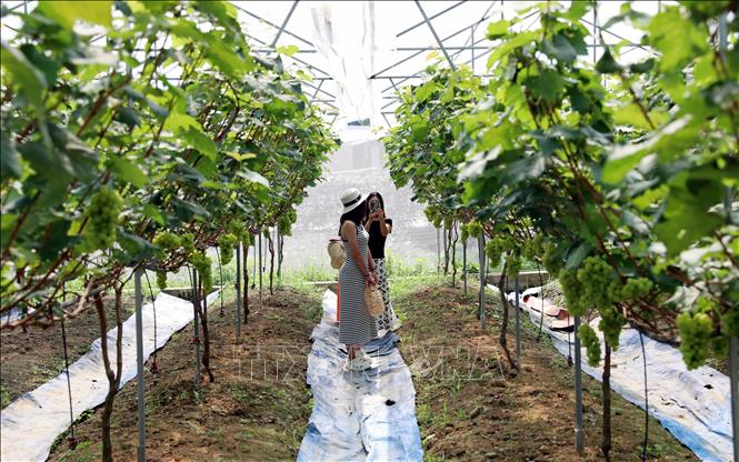 Trồng nho hữu cơ mở hướng phát triển nông nghiệp trải nghiệm tại Tuyên ...