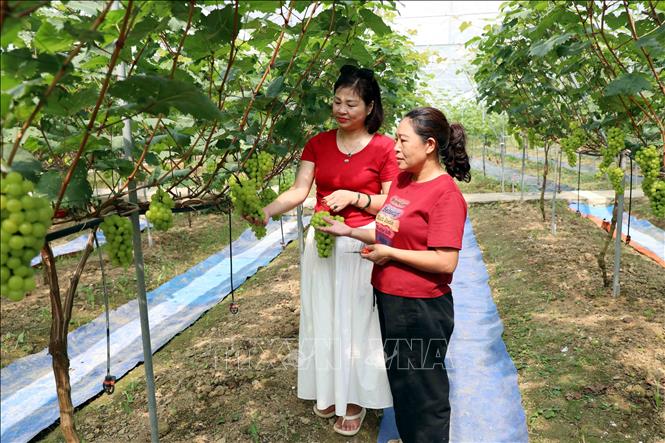 Trồng nho hữu cơ mở hướng phát triển nông nghiệp trải nghiệm tại Tuyên ...