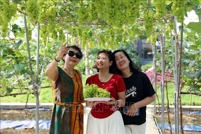 Trồng nho hữu cơ mở hướng phát triển nông nghiệp trải nghiệm tại Tuyên ...