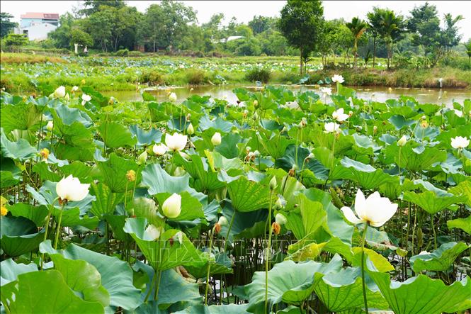 Hue enters peak white lotus flowers season in June - VNA Photos ...