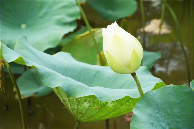 Hue enters peak white lotus flowers season in June - VNA Photos ...