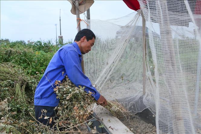 Nông dân Ninh Bình thu hoạch lạc xuân - Ảnh thời sự trong nước - Kinh ...