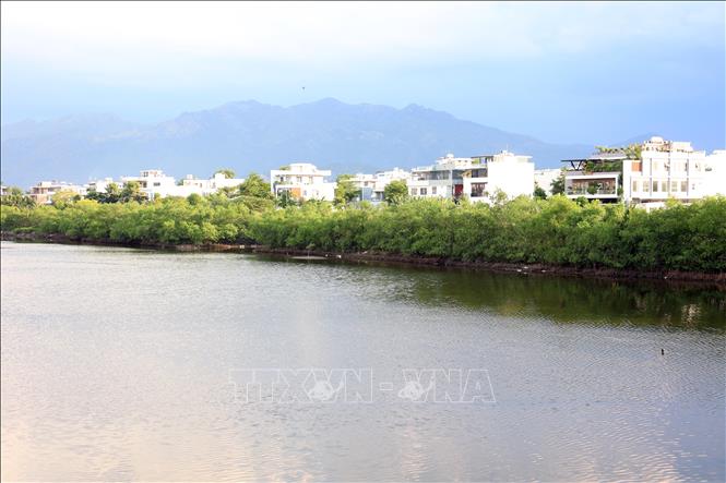 Khánh Hòa khẩn trương loại bỏ hàng cây tự phát tại hạ lưu sông Quán ...